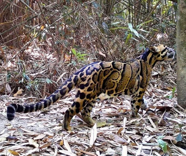 A rare clouded leopard that was caught on camera trap in Cambodia ...
