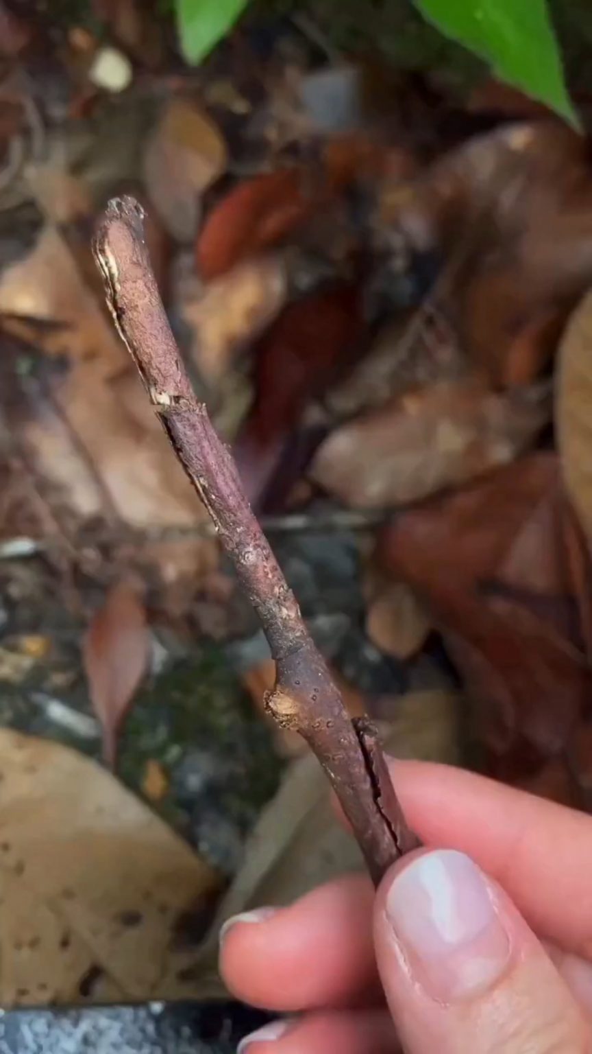 A Walkingstick aka Stick Insect. – Oddly Satisfying: Viral & Trending Finds