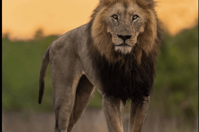 16-year-old South Shishangeni lion, the oldest and biggest known lion ...