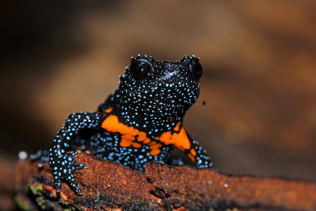 This is the rare Galaxy frog, listed as Vulnerable to Extinct by IUCN ...